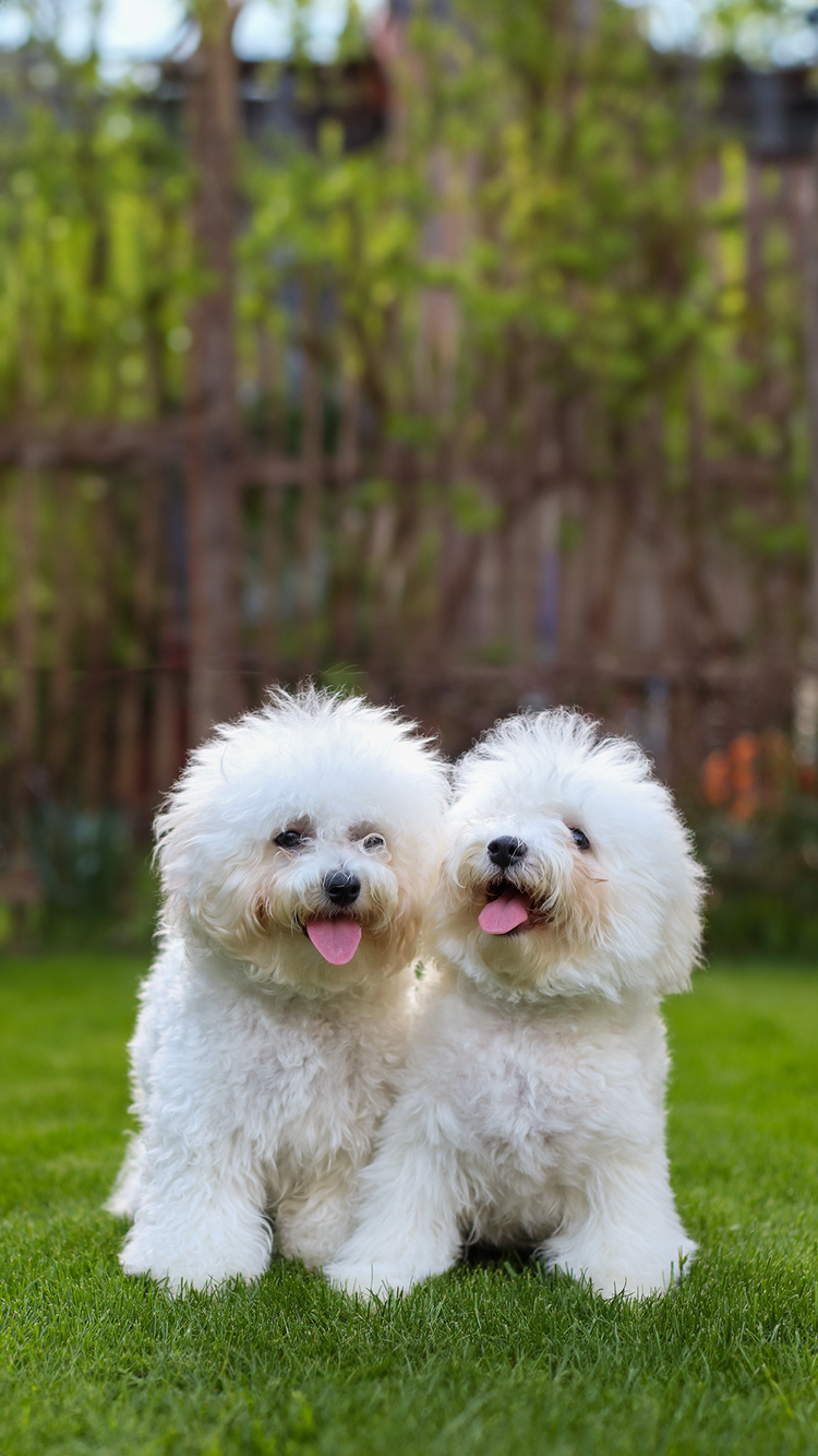 Let's Get to Know the Bichon Frisé: Top 5 Facts – Dear Doggo