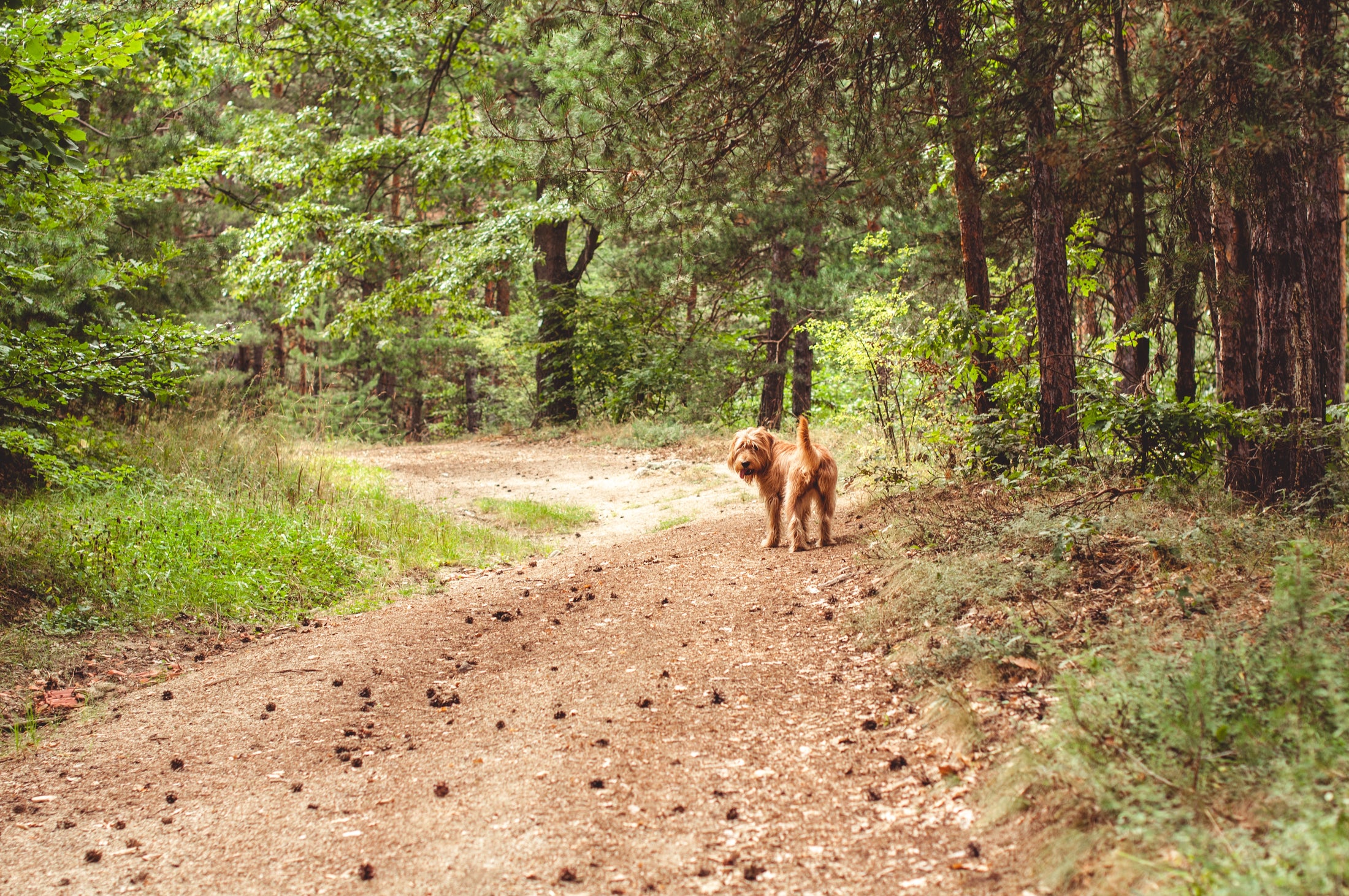 Exploring Pawsome Paths: The Best Dog Walks in the UK – Dear Doggo