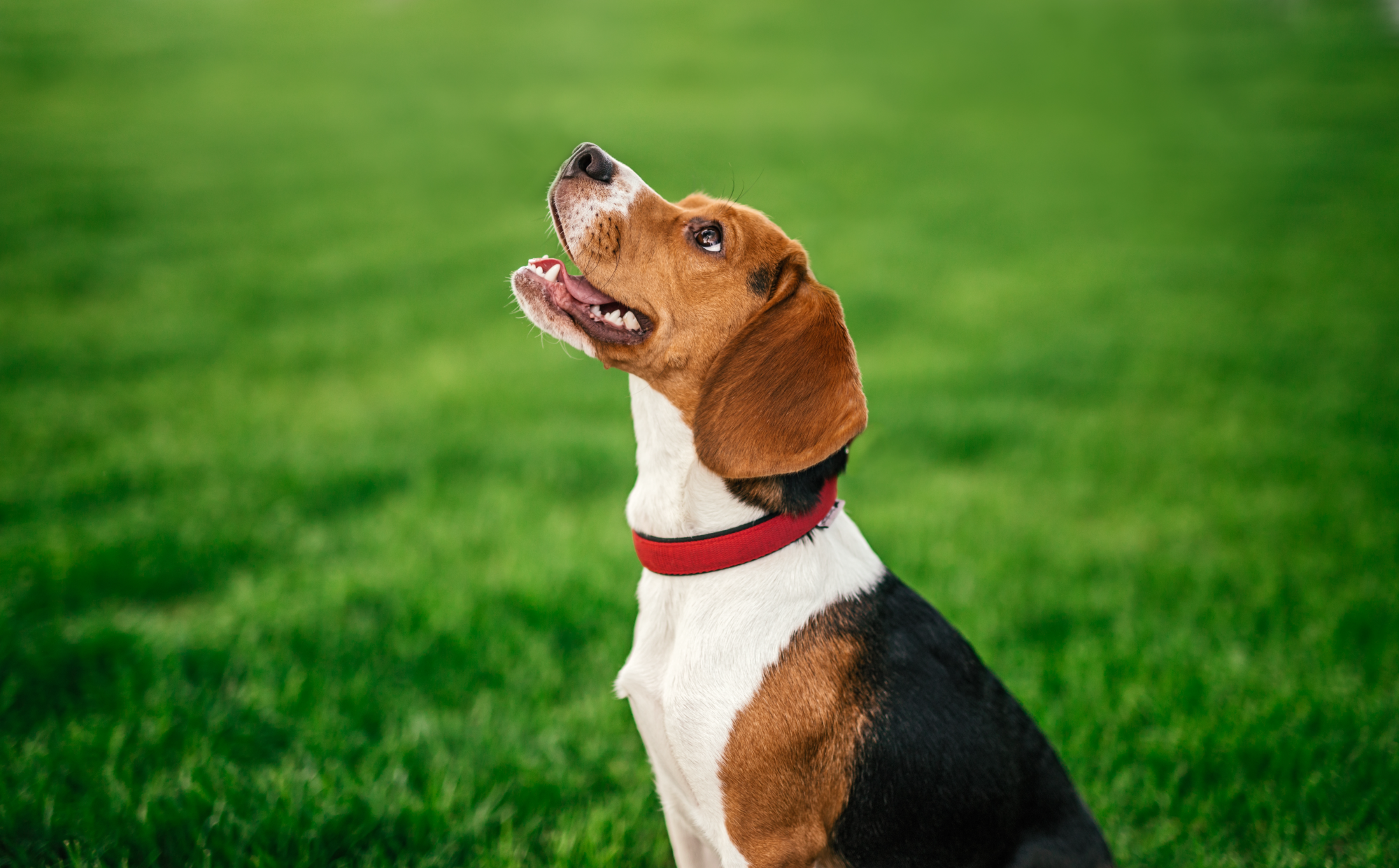 Mastering the Basics: A Step-by-Step Guide on Teaching Your Dog to Sit ...
