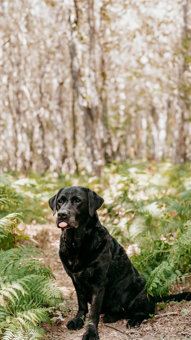 Let's get to know the Labrador ! – Dear Doggo