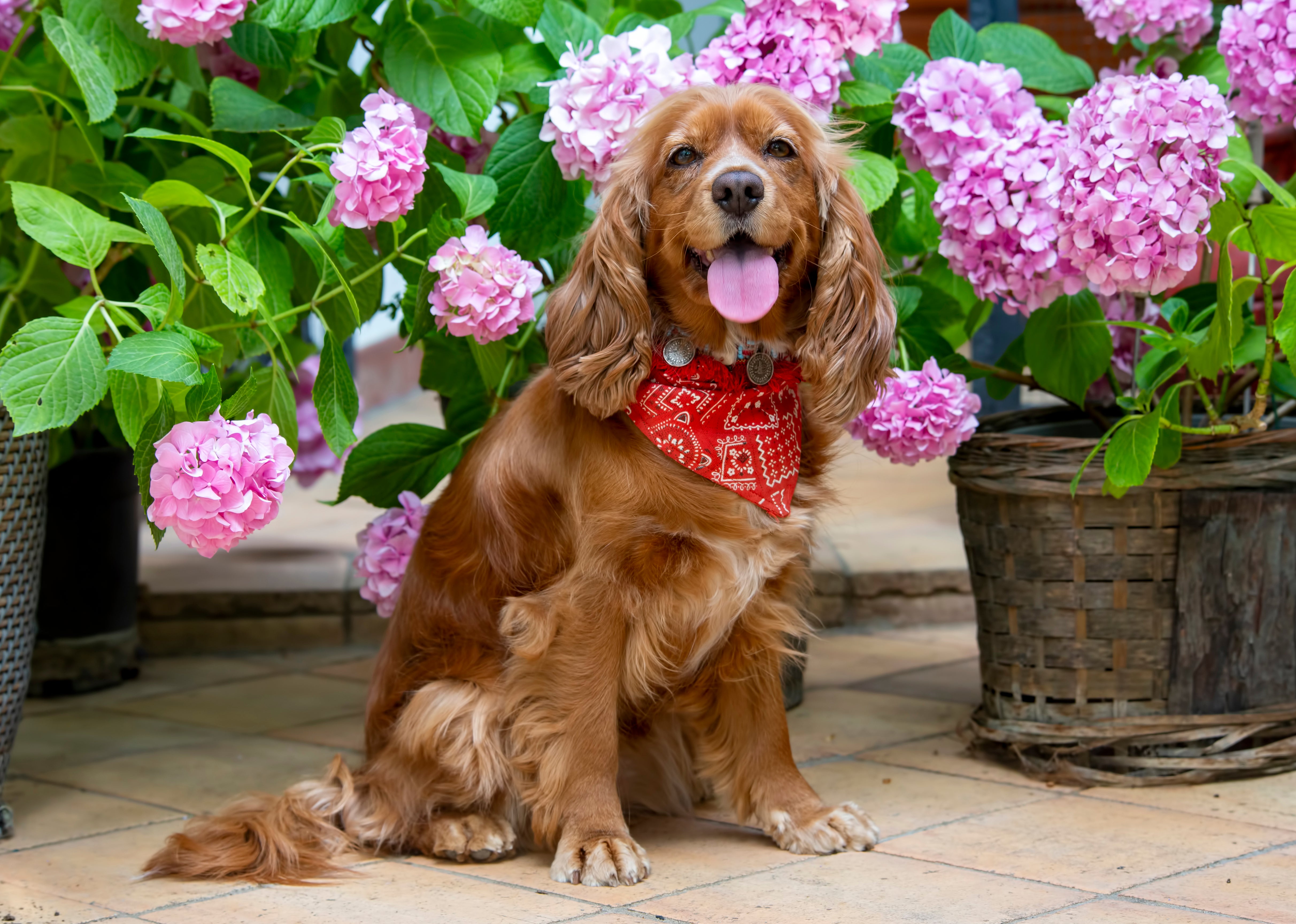 Unveiling the Charms of Cocker Spaniels: 5 Top Facts About These Belov ...